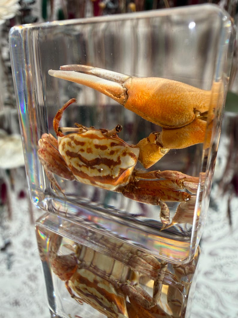 Golden Fiddler Crab Resin Specimen Cube | Real Crustacean Display ...
