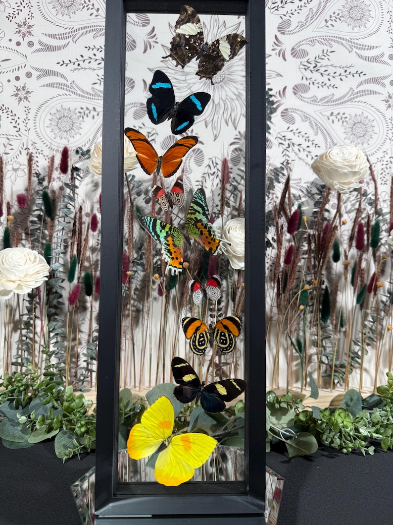 9 Butterfly Display Frame | Double Sided Glass Frame | Real Butterfly ...