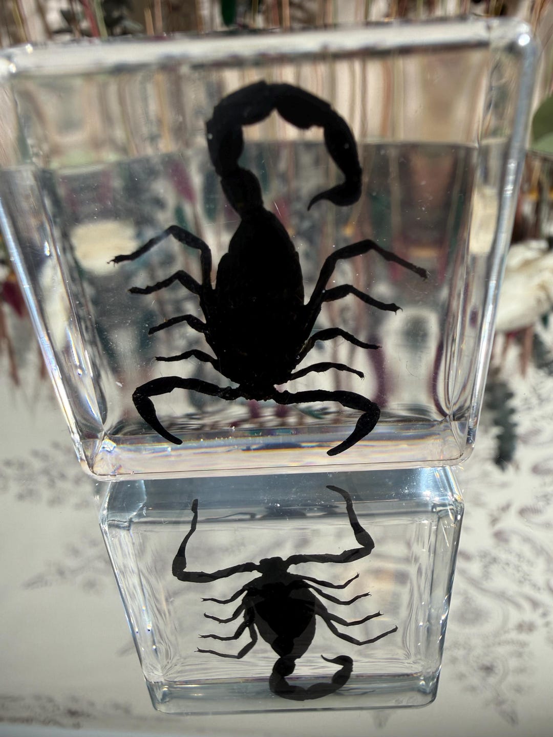 Black Scorpion Resin Specimen Cube | Real Arachnid Display | Insect ...