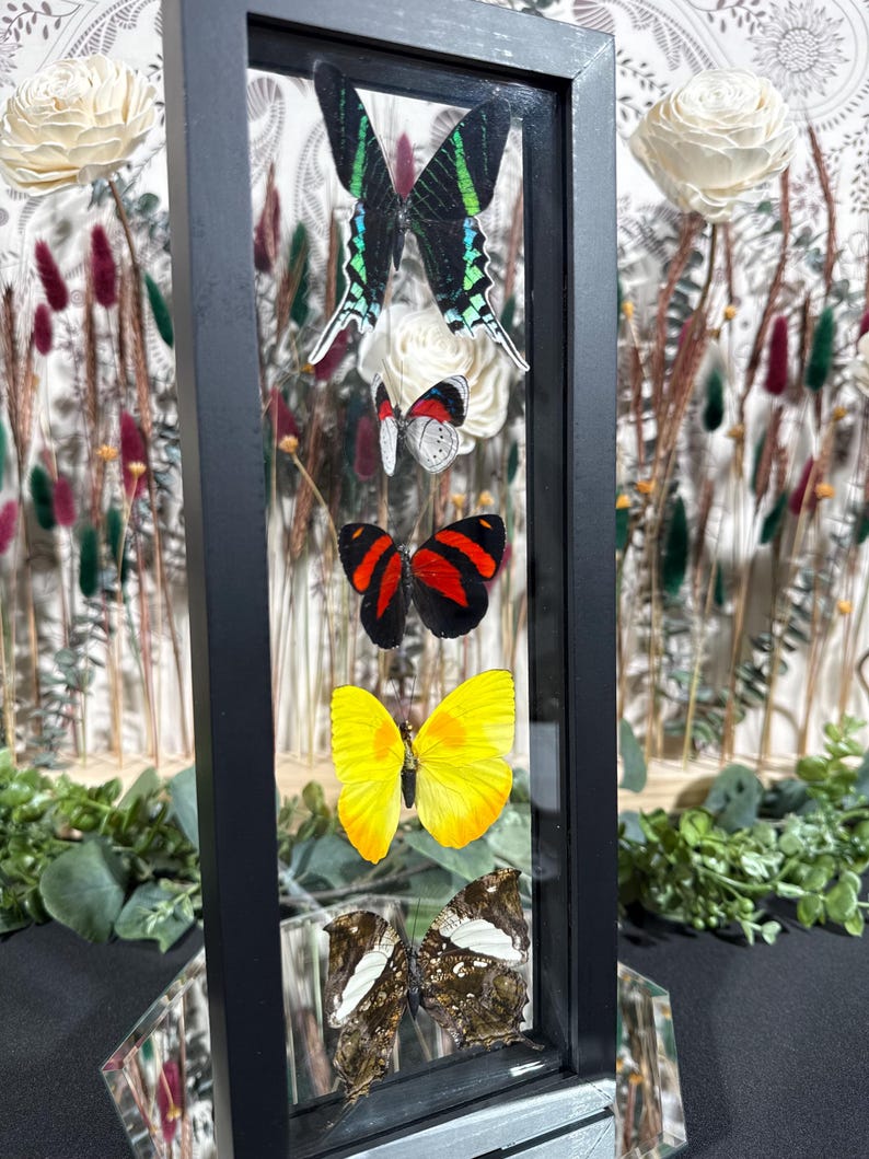 Five-species Butterfly Collection Frame | Real Specimens | Double Glass ...