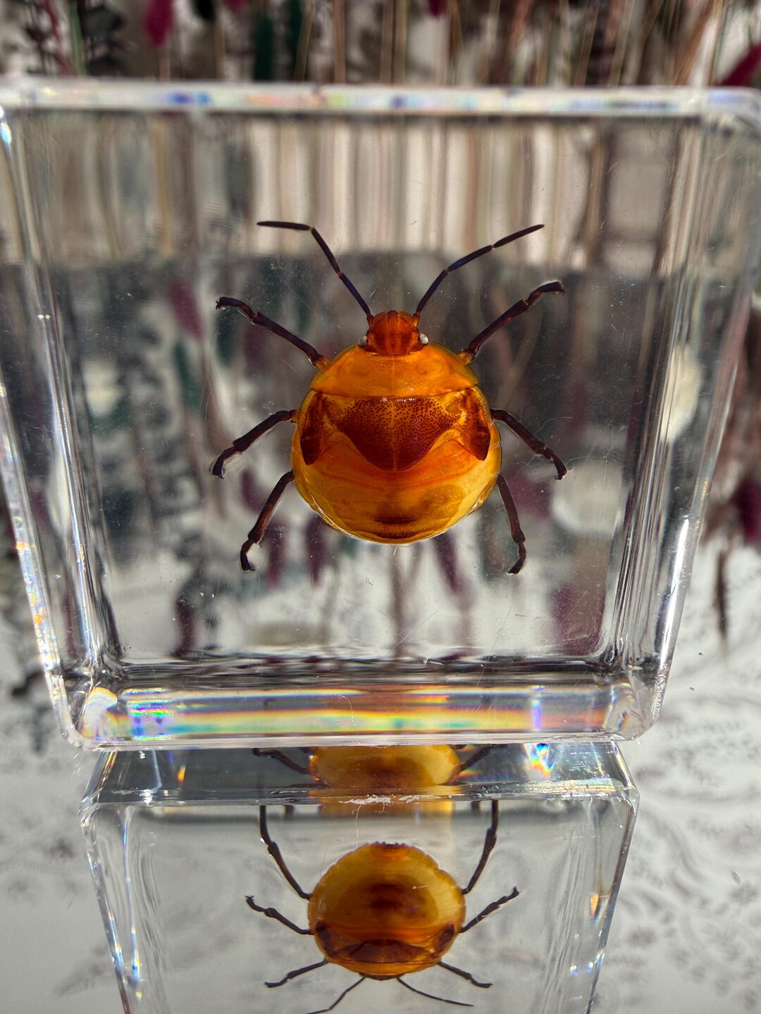 Resin Insect Specimen | Camellia Shield Bug Cube - Etsy