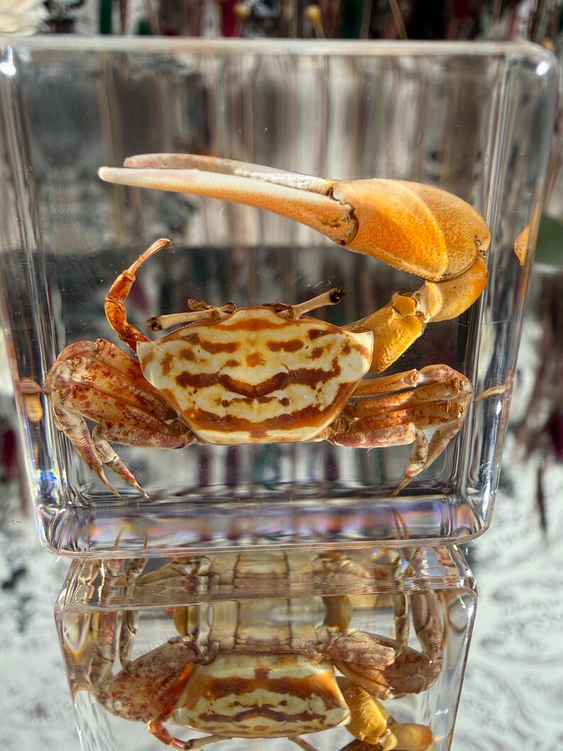 Golden Fiddler Crab Resin Specimen Cube | Real Crustacean Display ...