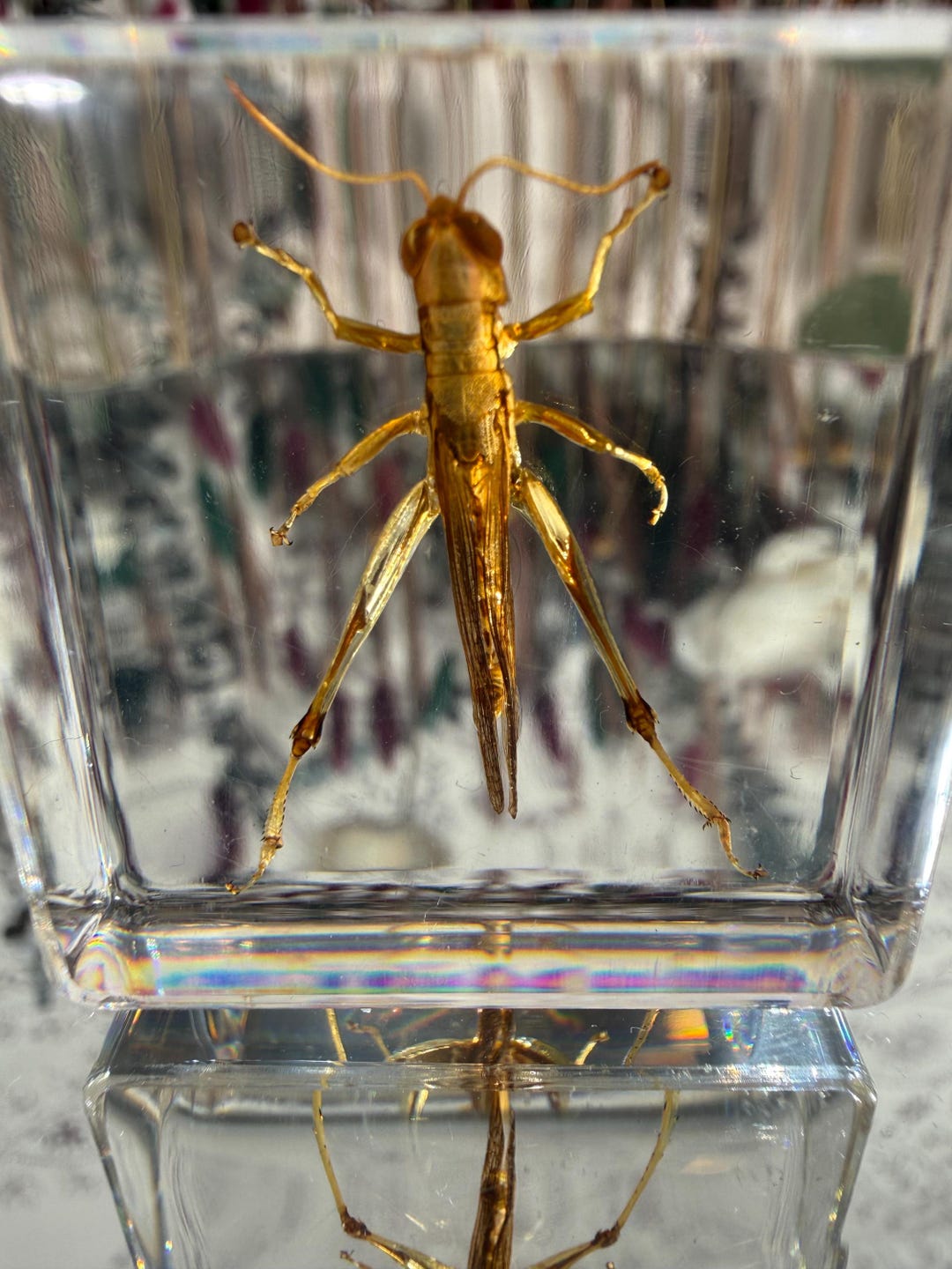 Field Cricket Resin Specimen Cube | Real Insect Display | Insect ...
