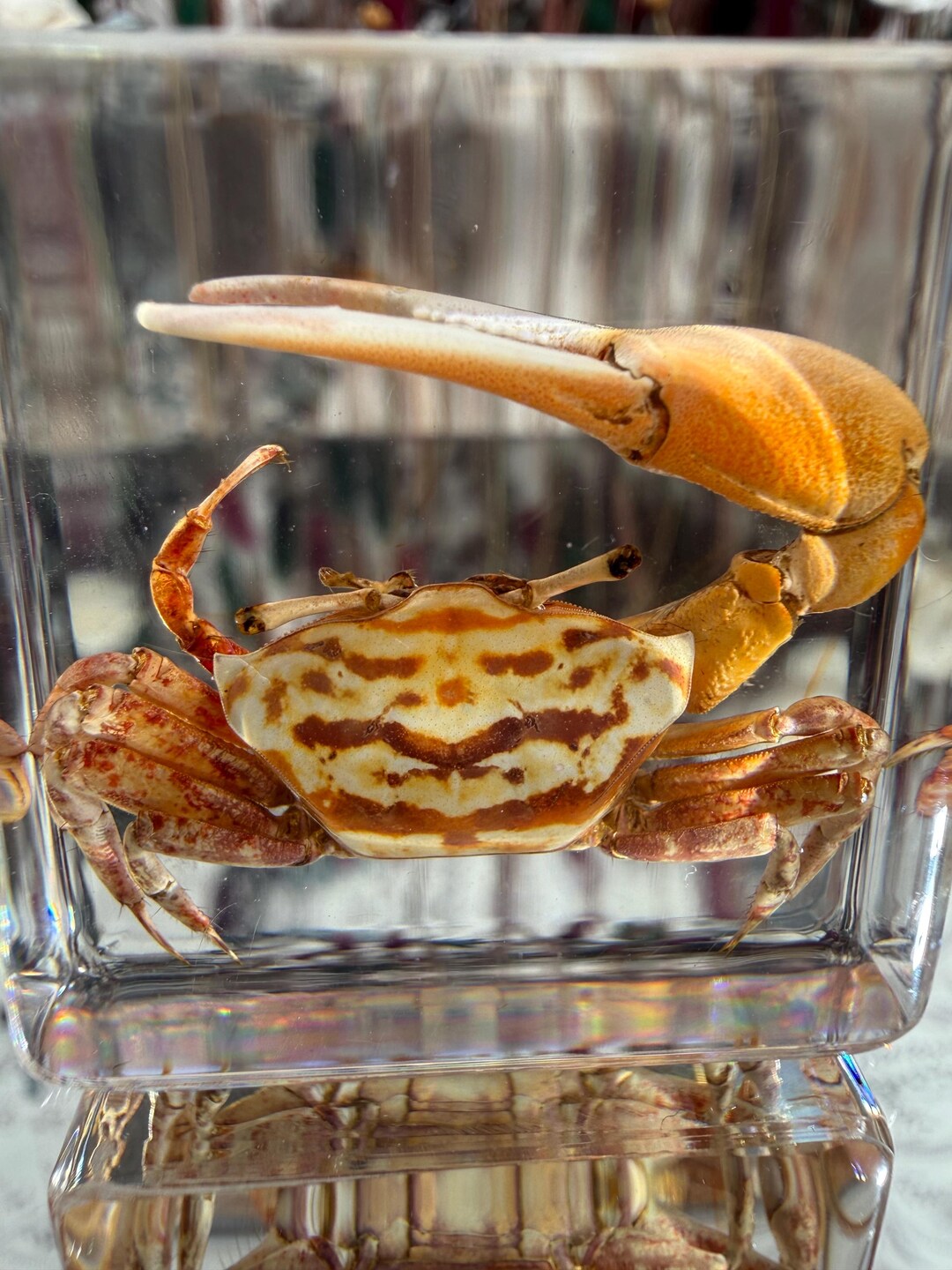 Golden Fiddler Crab Resin Specimen Cube | Real Crustacean Display ...