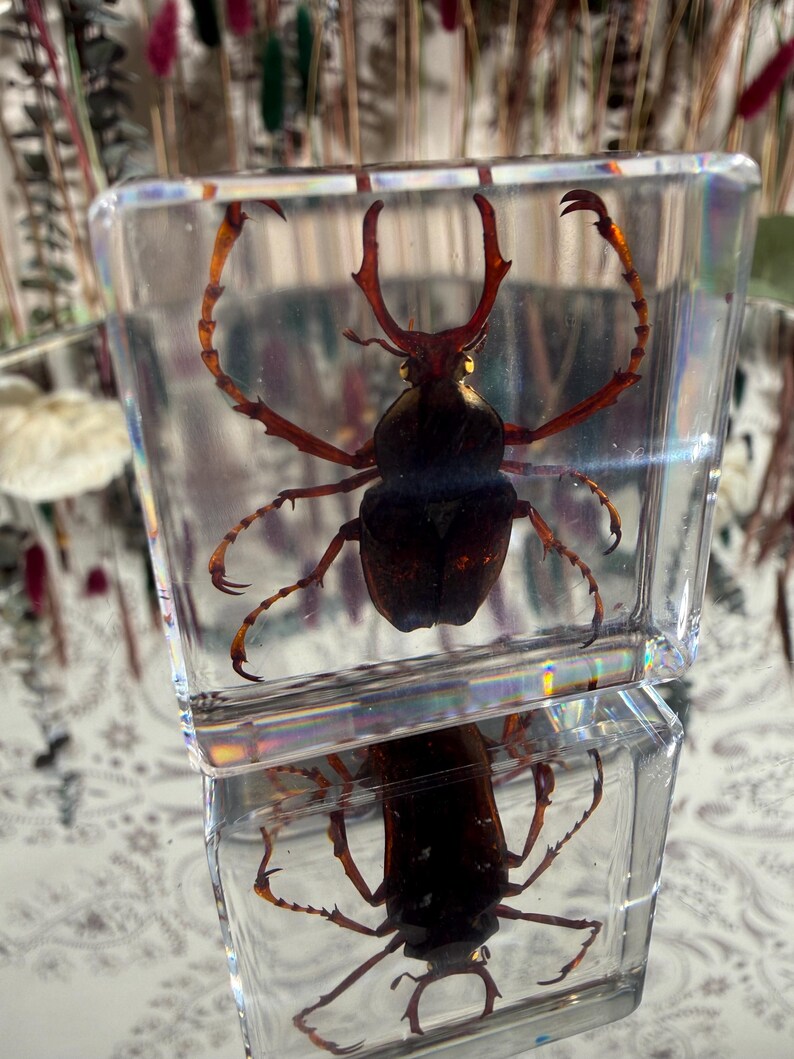 Resin Encased Antler Horned Beetle | Insect Specimen Display - Etsy