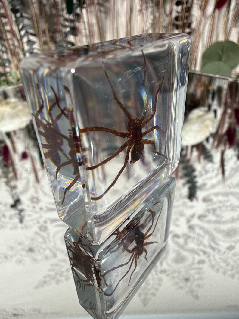 Wolf Spider Resin Specimen Cube | Insect Oddities | Real Arachnid ...