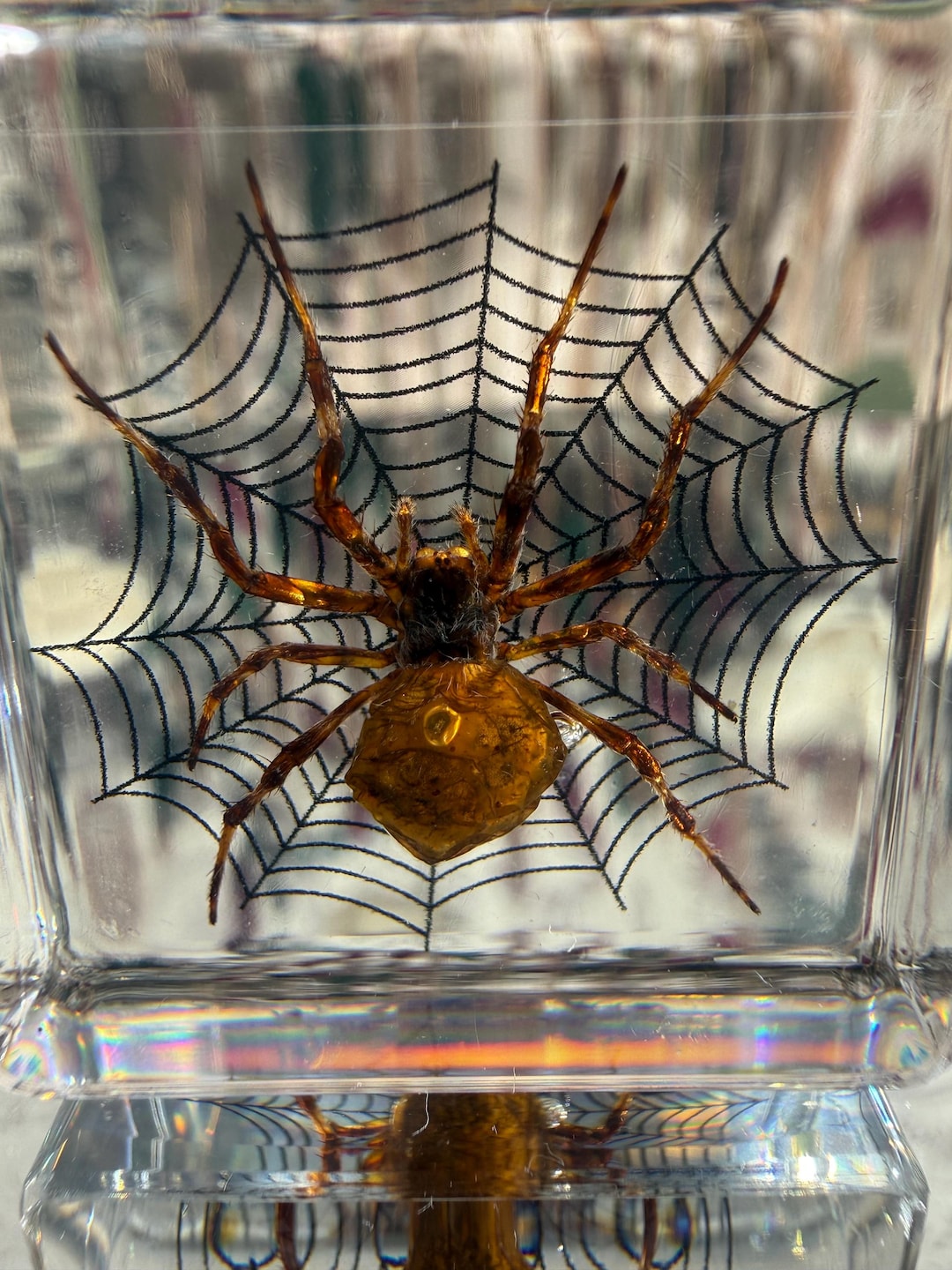 Orb Weaving Spider Resin Specimen Cube | Real Arachnid Display | Insect ...