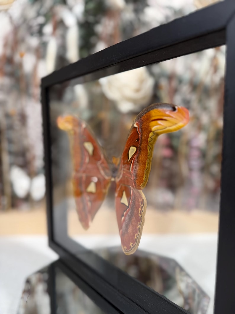 Framed Atlas Moth (attacus Atlas) | Giant Moth Display | Real Insect ...