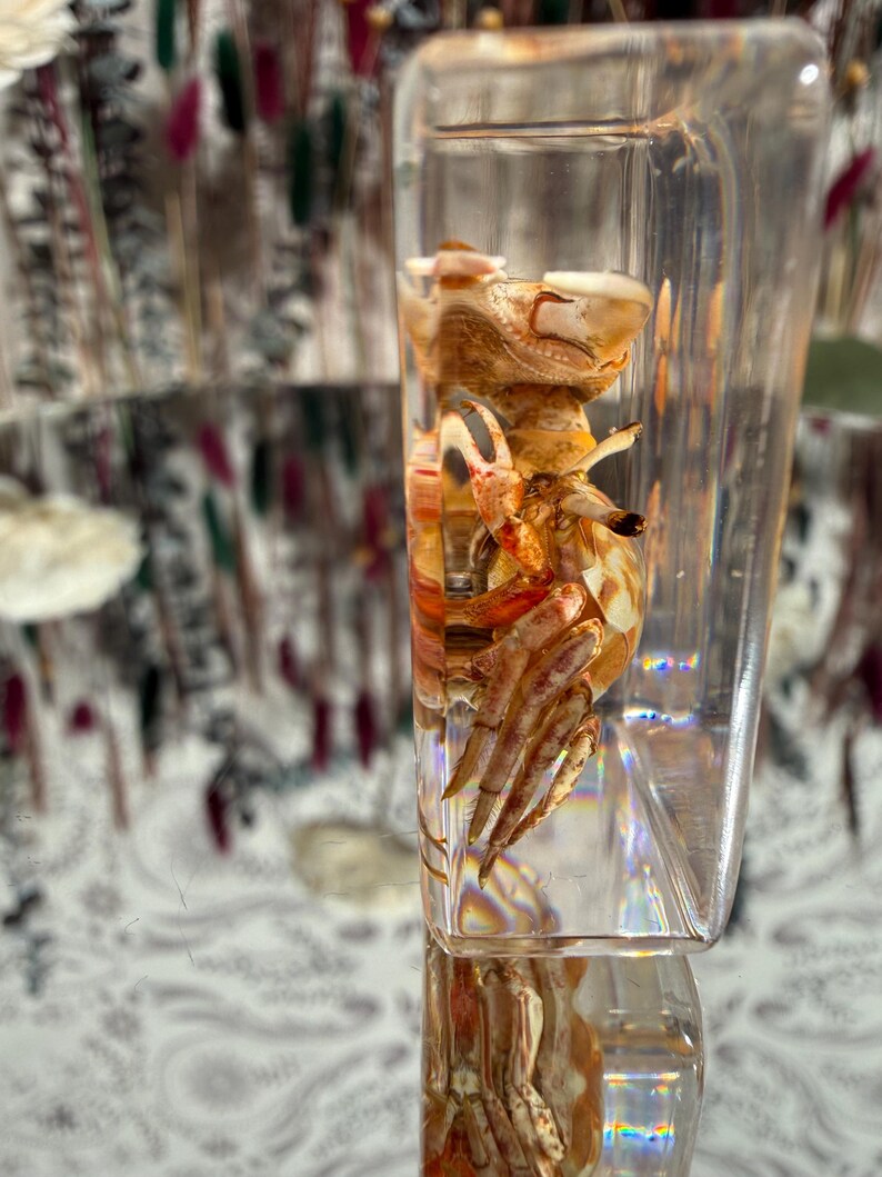 Golden Fiddler Crab Resin Specimen Cube | Real Crustacean Display ...