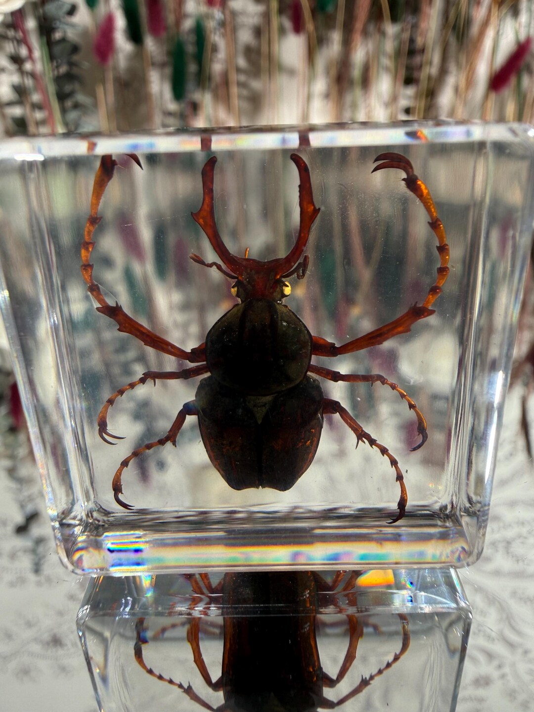 Resin Encased Antler Horned Beetle | Insect Specimen Display - Etsy