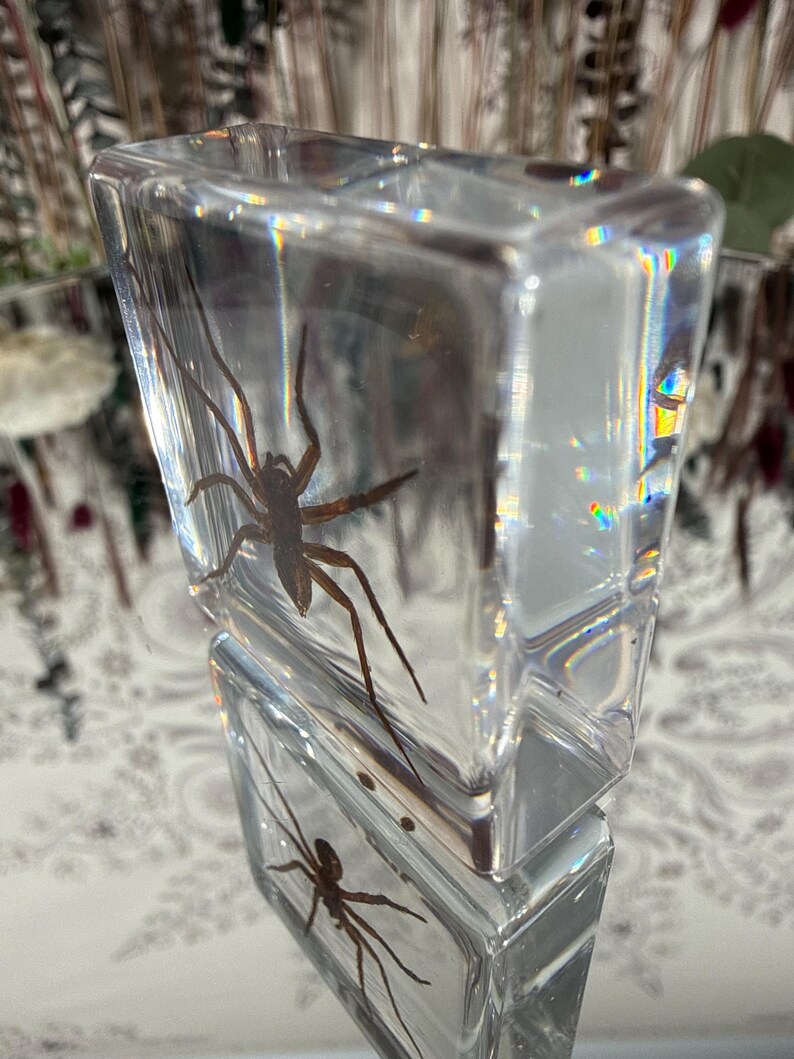 Wolf Spider Resin Specimen Cube | Insect Oddities | Real Arachnid ...