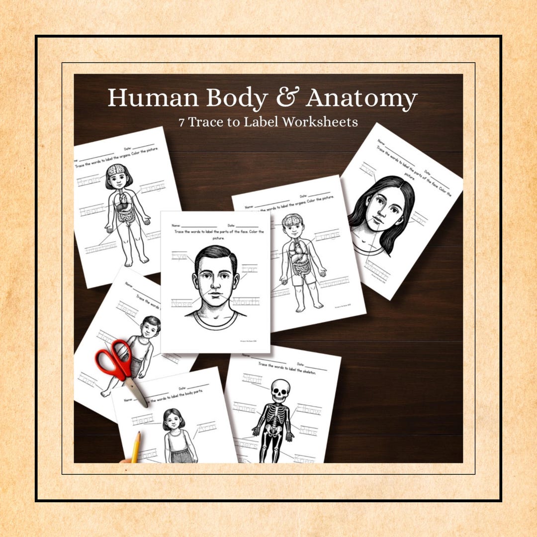 Anatomy Worksheet Pack: Body Parts, Skeleton, Organs (PDF) - Etsy