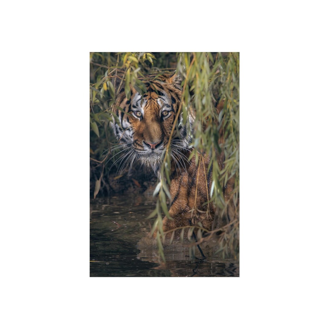 Tiger in the Shadows | Wildlife Photography Print | Big Cat Wall Art ...