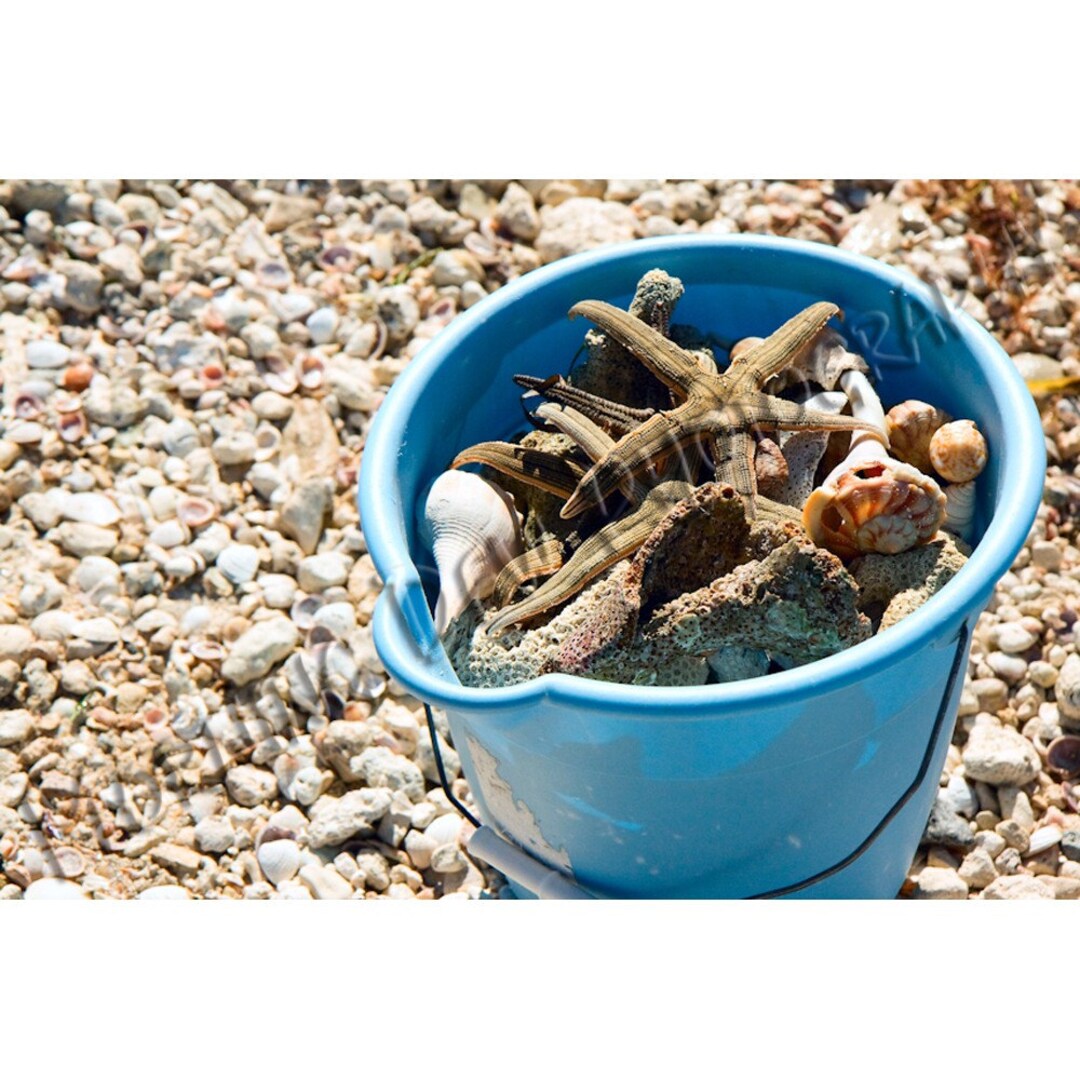 The Beach Pail - Matted Photograph of Beach Pail Full of Sea Shells. - Etsy