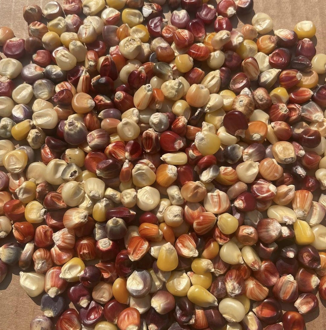50 Indian Flour Heirloom Flint Corn Seeds. Beautiful! - Etsy
