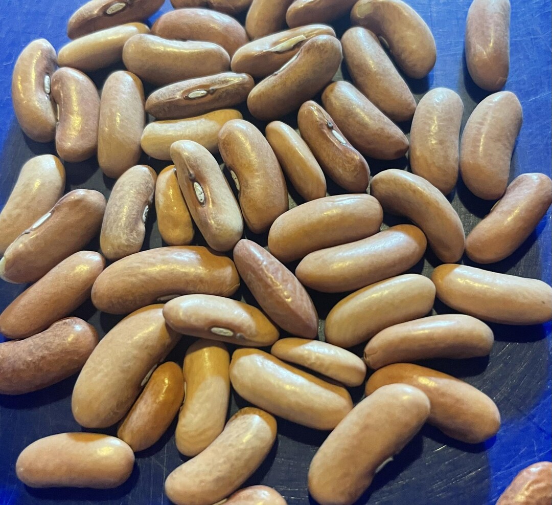 50 Heirloom Contender Snap Bean Seeds. - Etsy