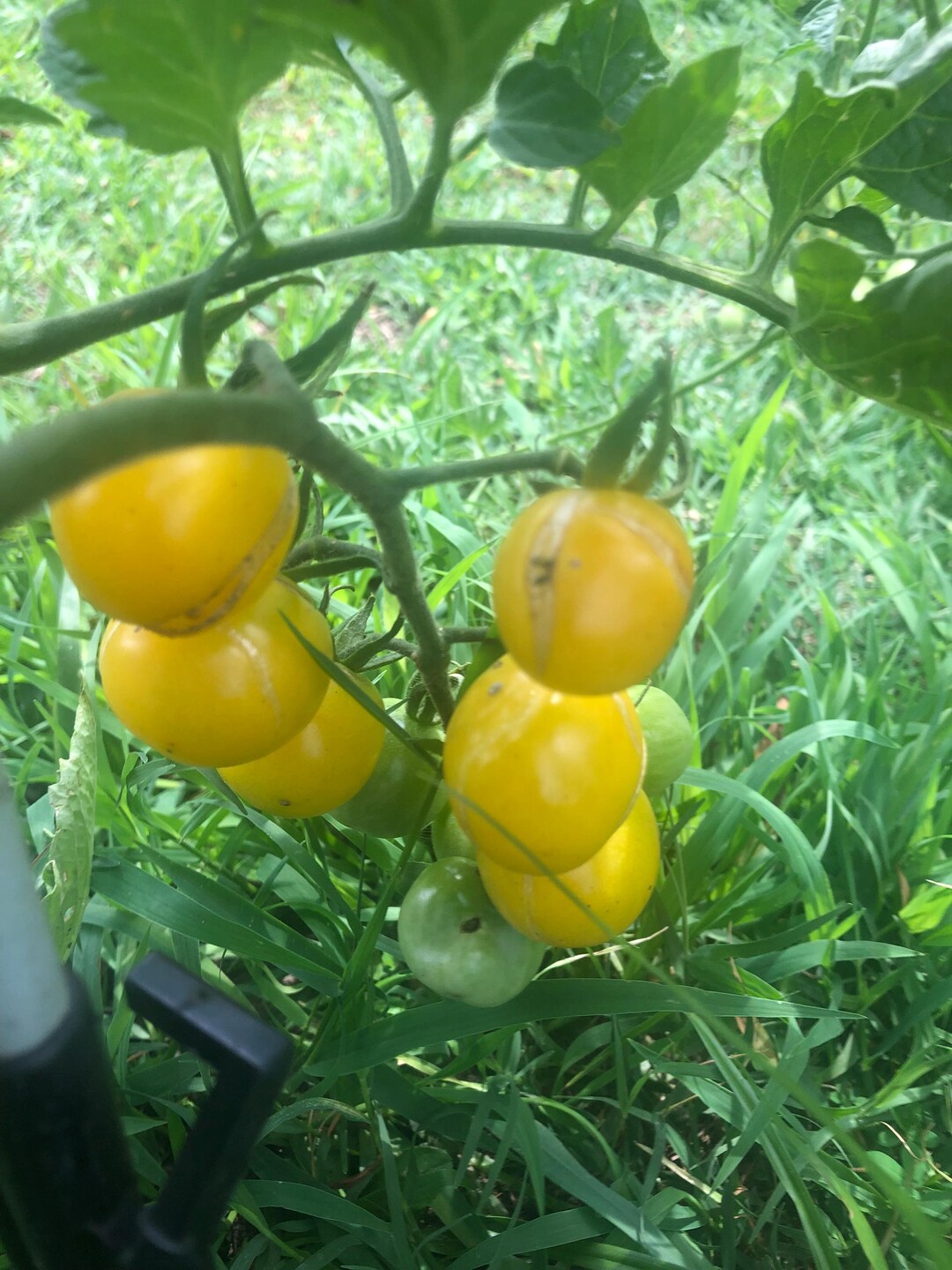 25 Heirloom Goccia De Limone Tomato Seeds. - Etsy