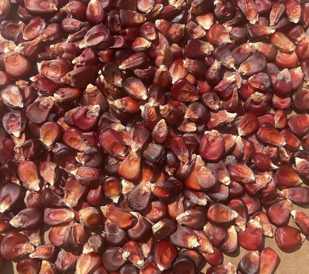 50 Jimmy Red Heirloom Corn Seeds. - Etsy