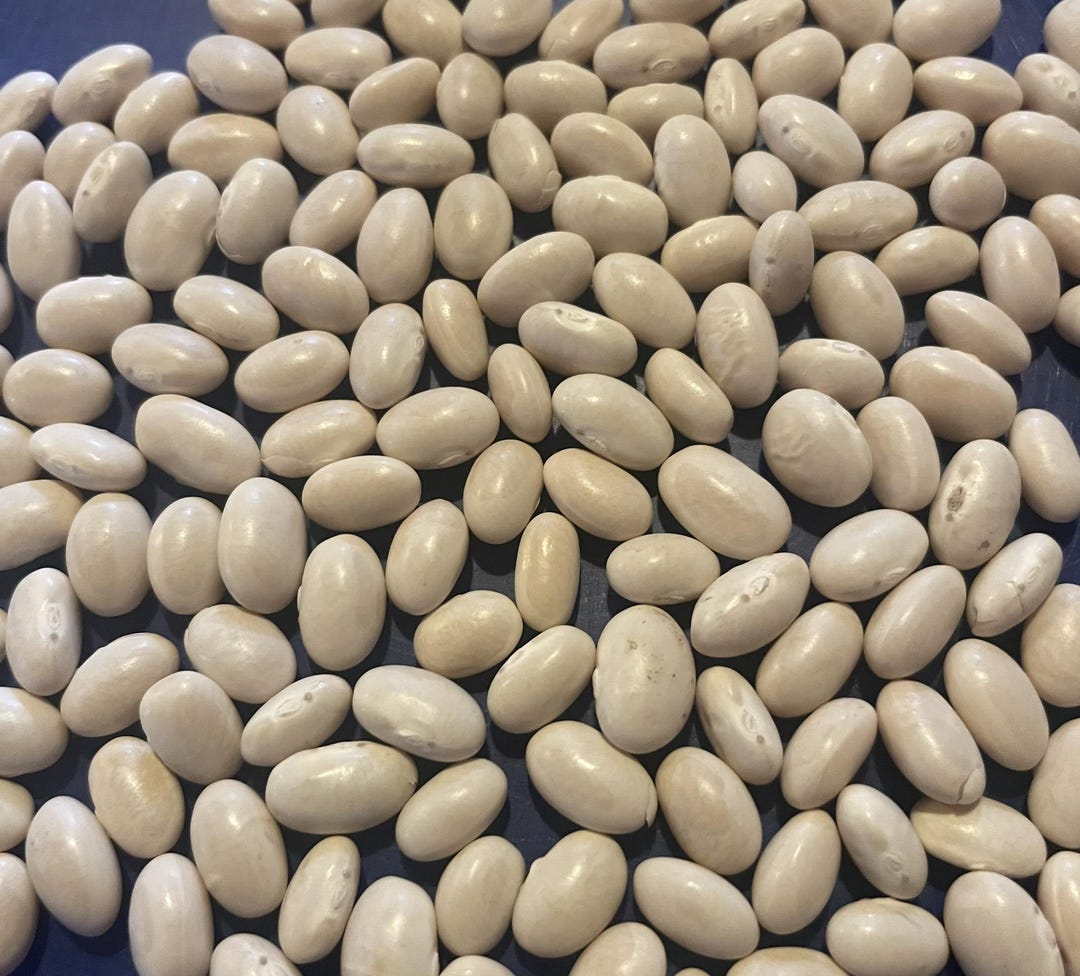 50 Heirloom Volunteer Half-runner Snap Bean Seeds. - Etsy