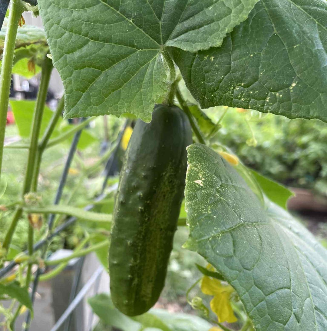 25 Heirloom Boston Pickling Cucumber Seeds. - Etsy