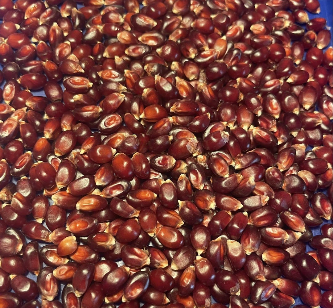 50 Amish Red Popcorn Heirloom Corn Seeds. - Etsy