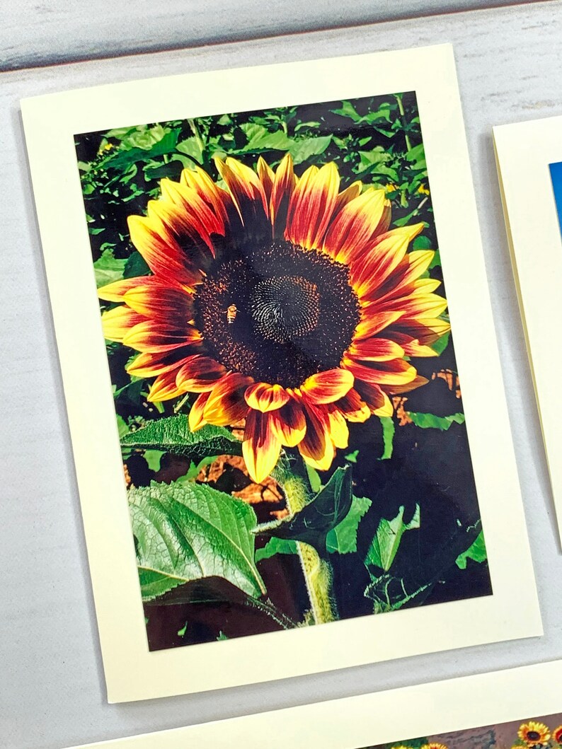 Sunflower Greeting Cards Set of 4, Nature Photo Cards, Blank Note Cards ...