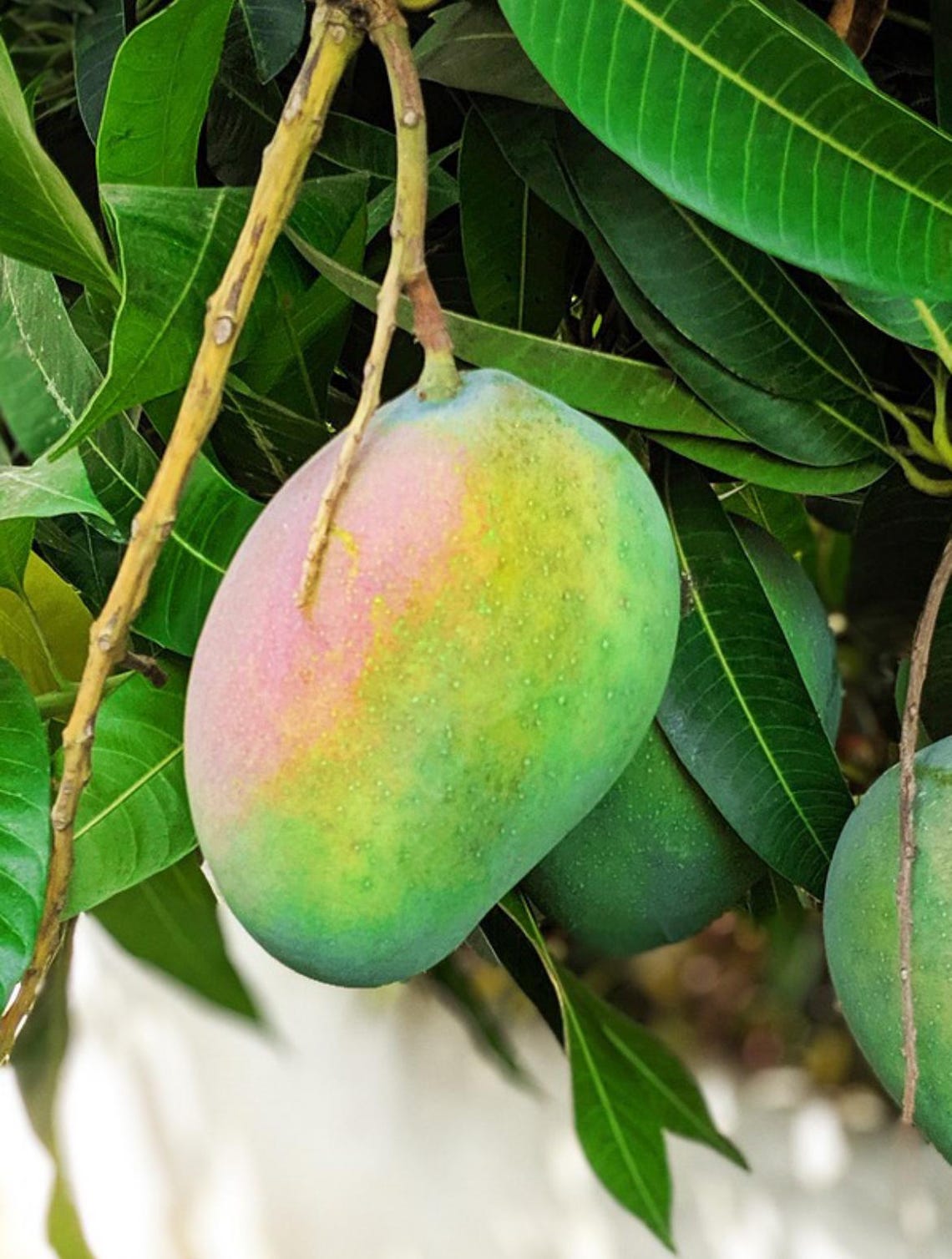 Kent Mango Tree Grown From Seed - Etsy