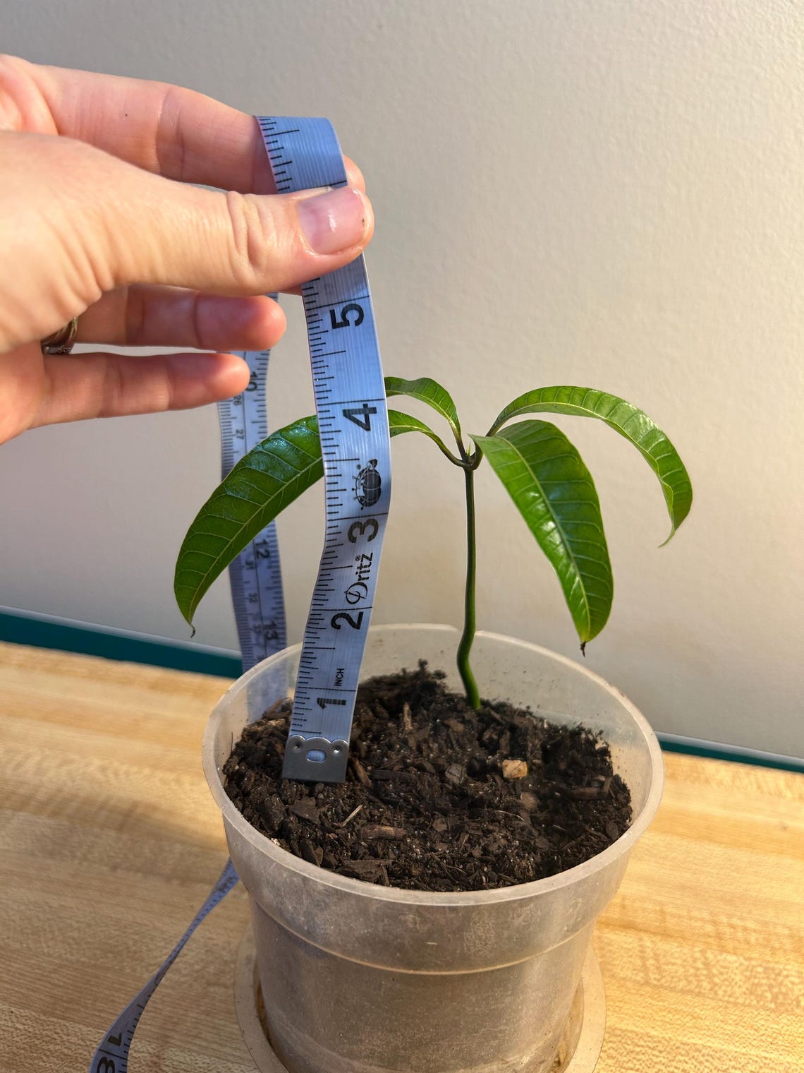 Kent Mango Tree Grown From Seed - Etsy