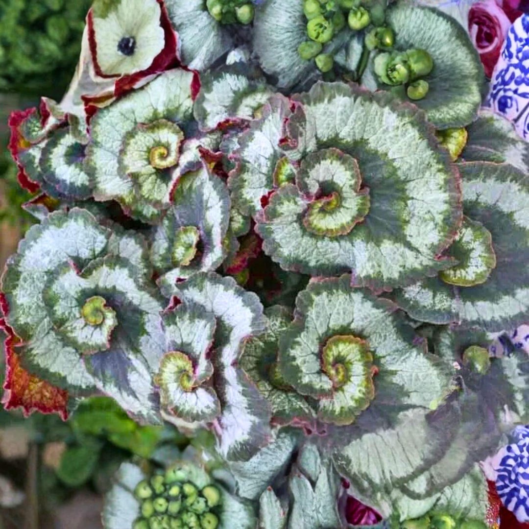 25 Escargot Begonia Seeds Unique Spiral Foliage Shade Planting ...