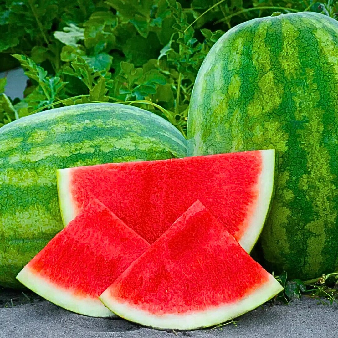50 Secretariat Seedless Watermelon Seeds – Hybrid Sweet Red Flesh Melon ...