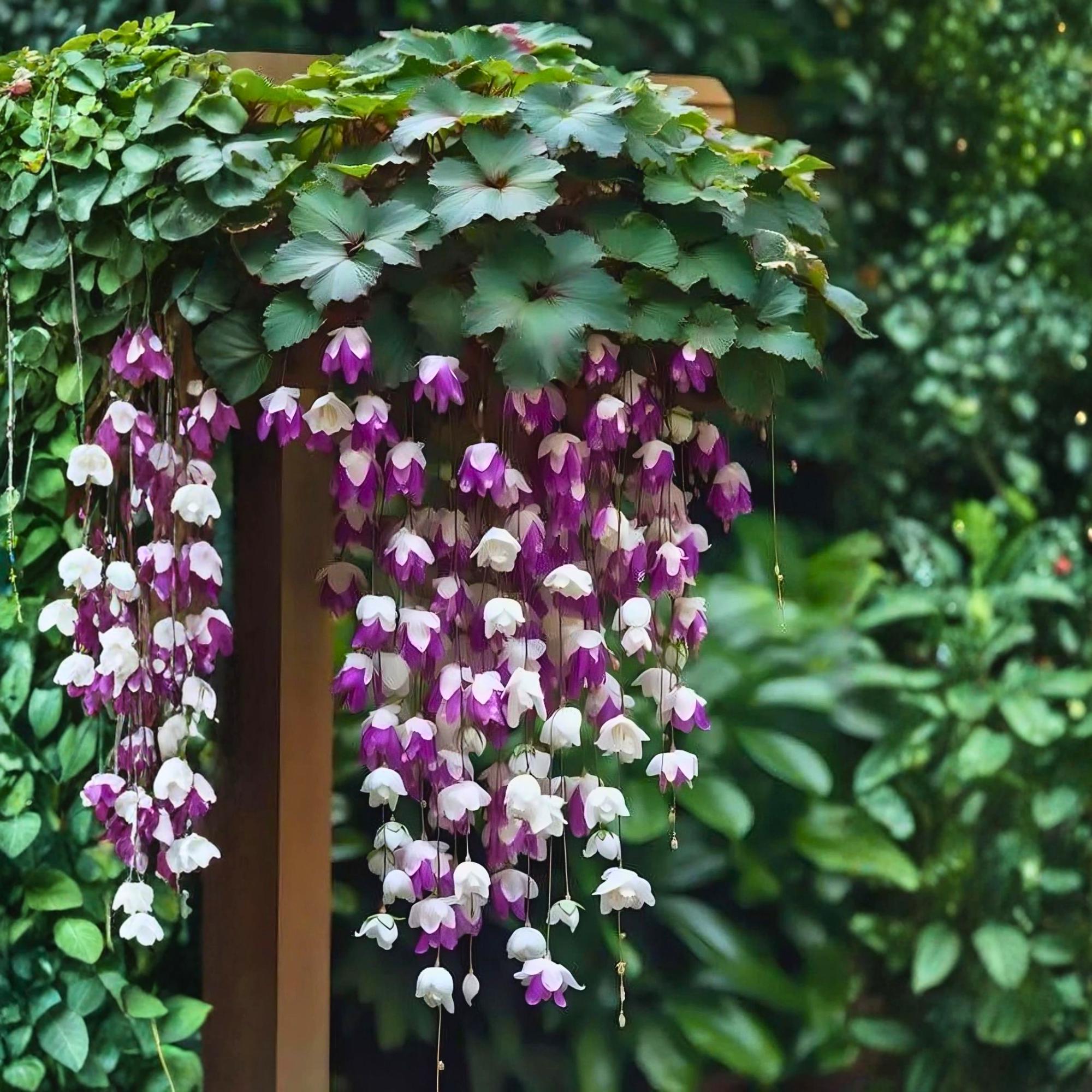 25 Purple White Weeping Begonia Seeds Rare Hanging Flower Seeds Elegant ...