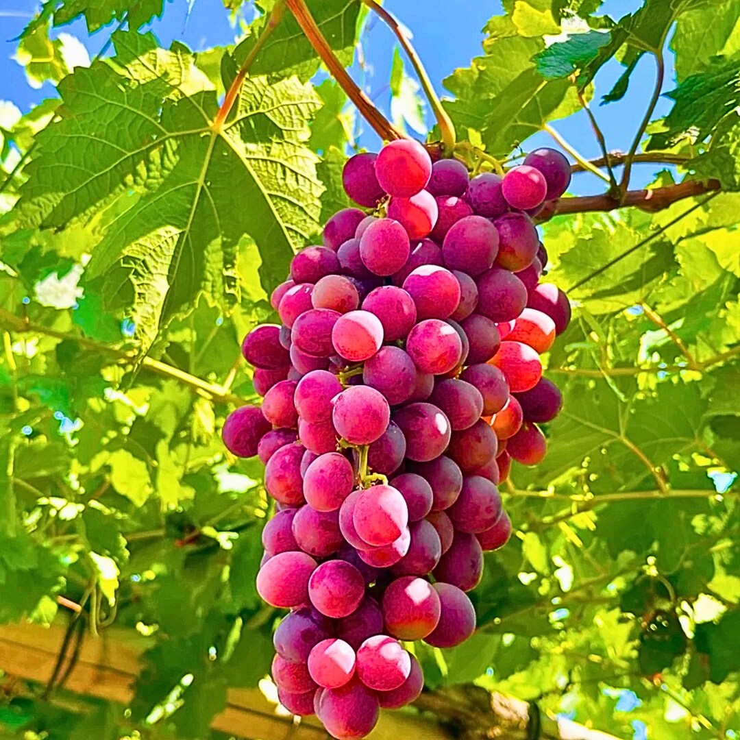 30 Red Grape Seeds – Table Grape Variety for Backyard Vineyards, Garden ...