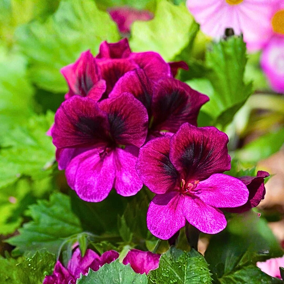 25 Martha Washington Regal Geranium Seeds Colorful Pelargonium Flowers ...