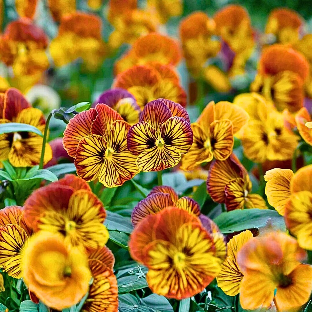 200 Tiger Eye Yellow Pansy Seeds Viola Garden Flowers Unique Pattern ...
