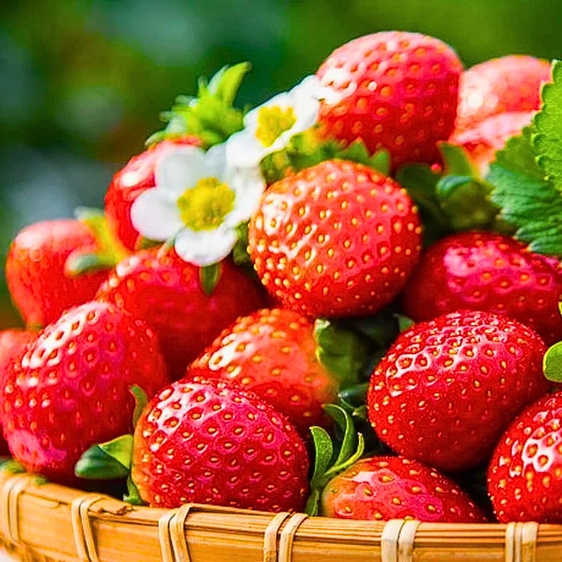 200 Cream Strawberry Seeds – Light-colored Strawberry Type, Hardy ...