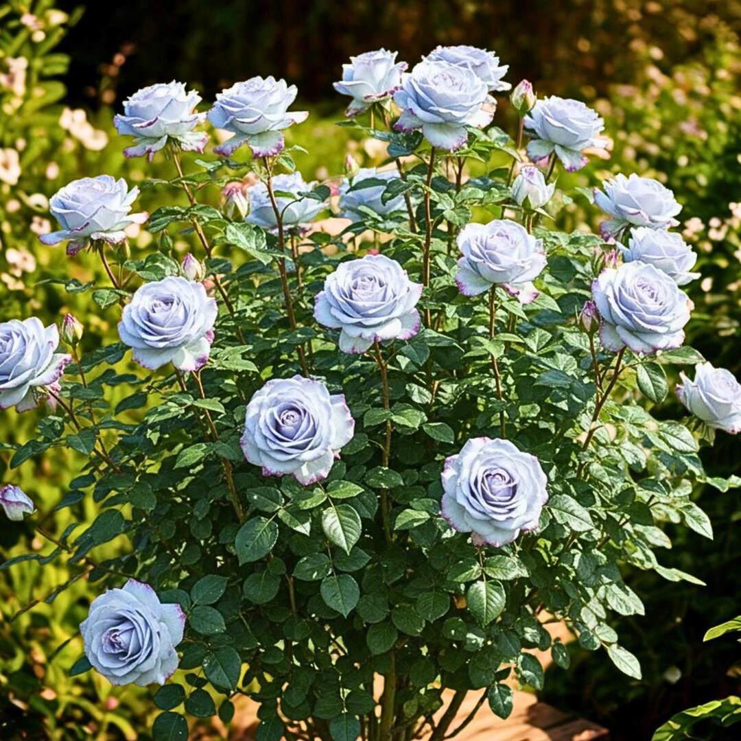 50 Lavender Rose Seeds – Soft Purple Blooms, Elegant Garden Flower ...