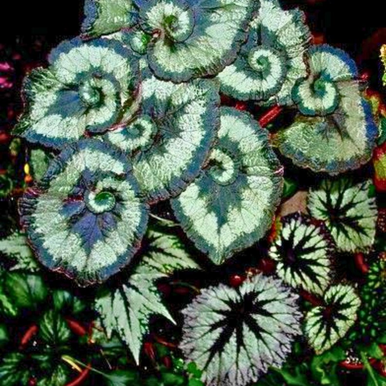 25 Escargot Begonia Seeds Unique Spiral Foliage Shade Planting ...