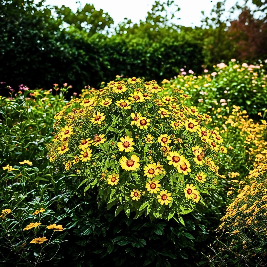 500 Yellow Coreopsis Seeds – Bright Daisy Flowers for Easy Outdoor ...