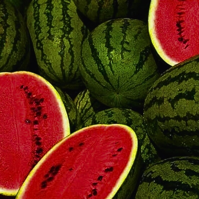 50 Secretariat Seedless Watermelon Seeds – Hybrid Sweet Red Flesh Melon ...