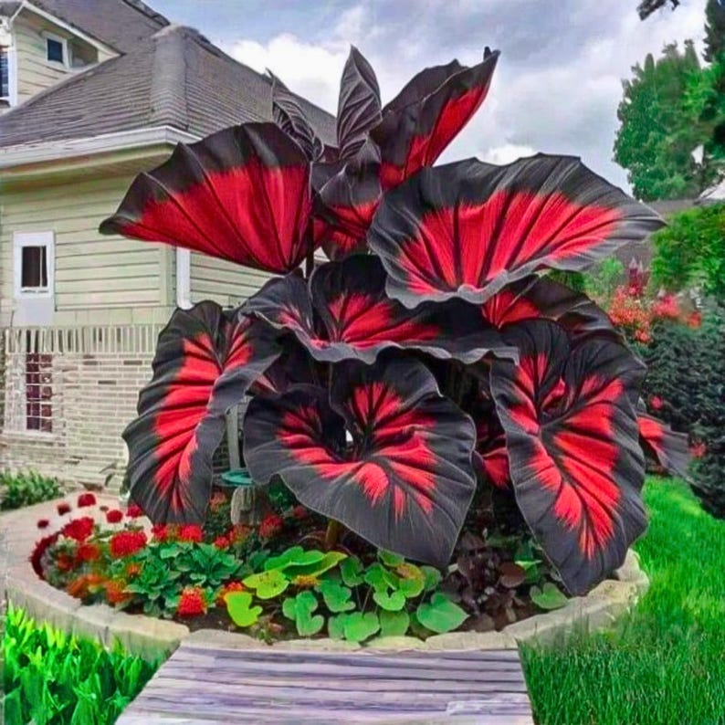 160 Caladium Seeds Rare Perennial Ornamental Leaves Indoor Outdoor Shade Garden Planting - Etsy
