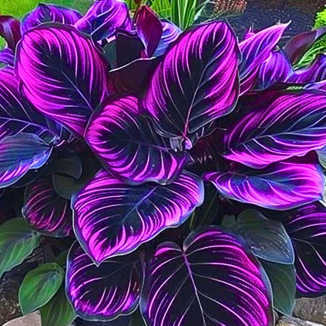 25 Purple Tip Calathea Seeds – Ornamental Foliage Plant for Indoor or ...