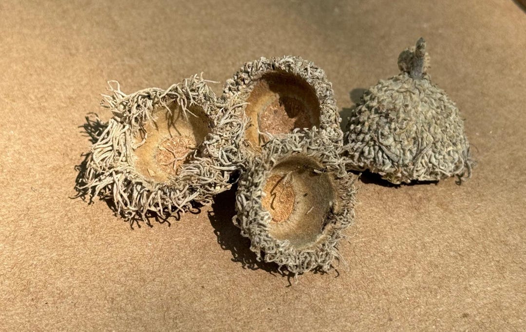 10 Bur Oak Acorn Caps: Hand-harvested DIY Craft Supplies - Etsy