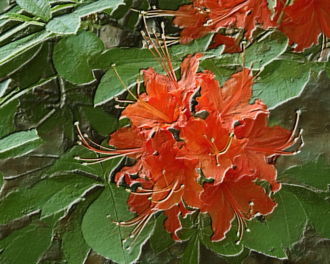 Flame Azalea Wildflower Printable Wall Art, Serenity & Natural Beauty ...
