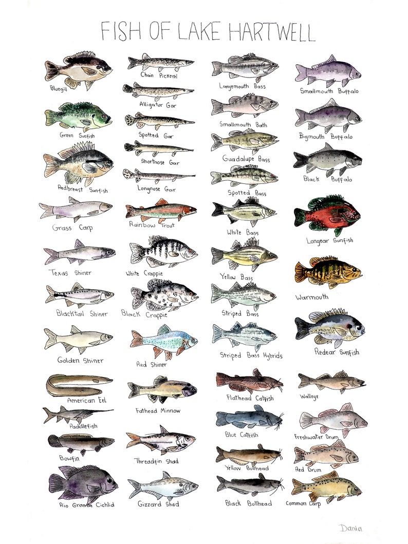 Lake Hartwell Map Watercolor Print - Etsy