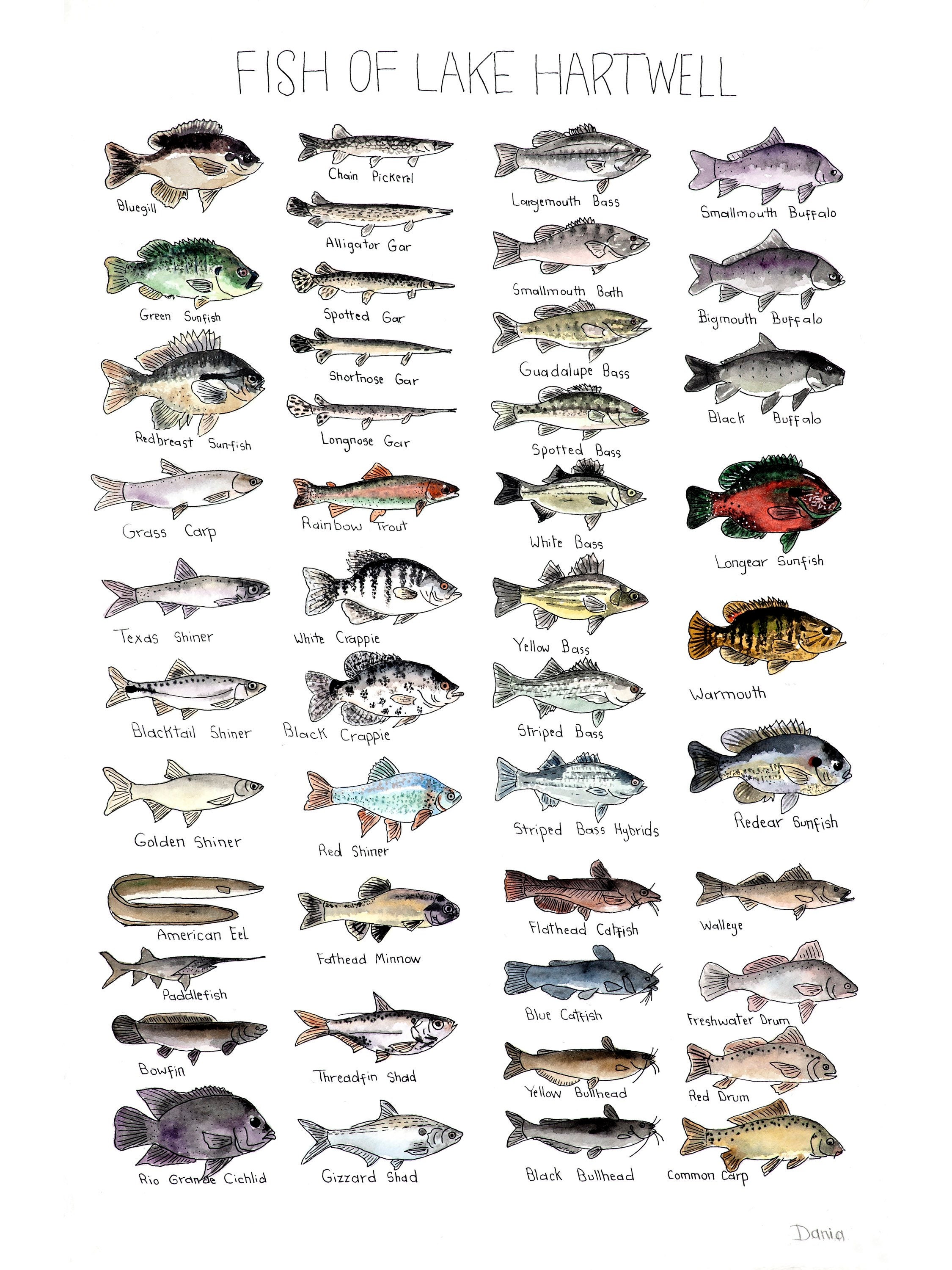 Lake Hartwell Map Watercolor Print - Etsy