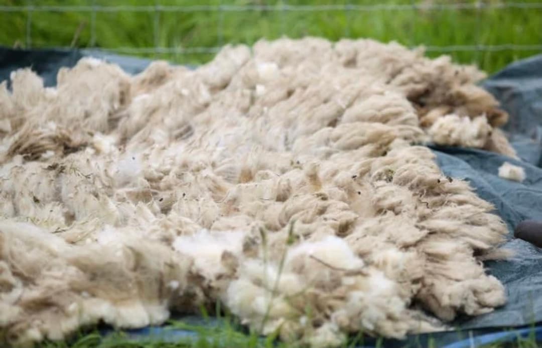 Yorkshire Sheep Wool, Raw Fleece, Unwashed, Pedigree Poll Dorset Flock ...