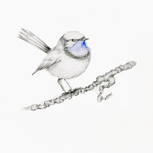 Blue Bird Wall Art Blue Bird Illustration Bird Drawing Illustration ...