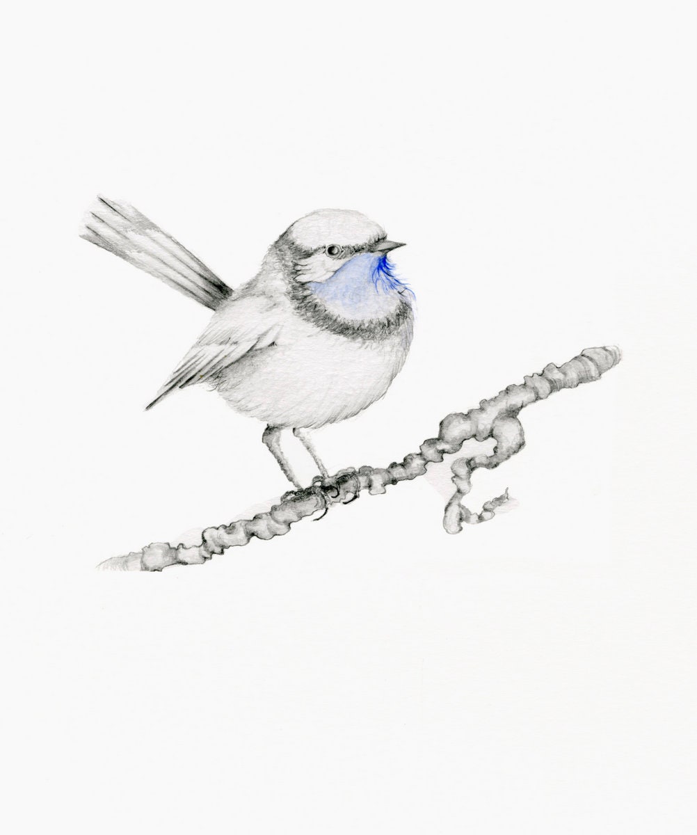 Blue Bird Wall Art Blue Bird Illustration Bird Drawing - Etsy UK