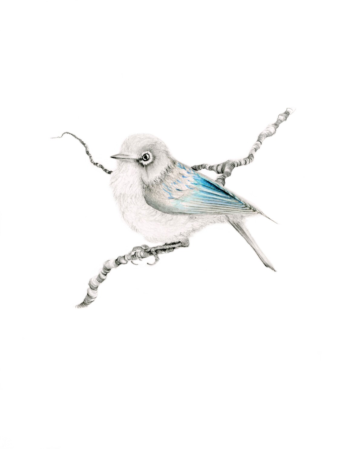 Original Rose Finch Art Print Giclee Print of a Bird Nature | Etsy