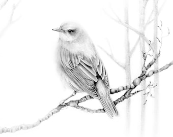 Bird Pencil Drawing - Etsy